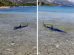 LITO IDE MALA: Dvometarski morski pas modrulj na korčulanskoj plaži ...
